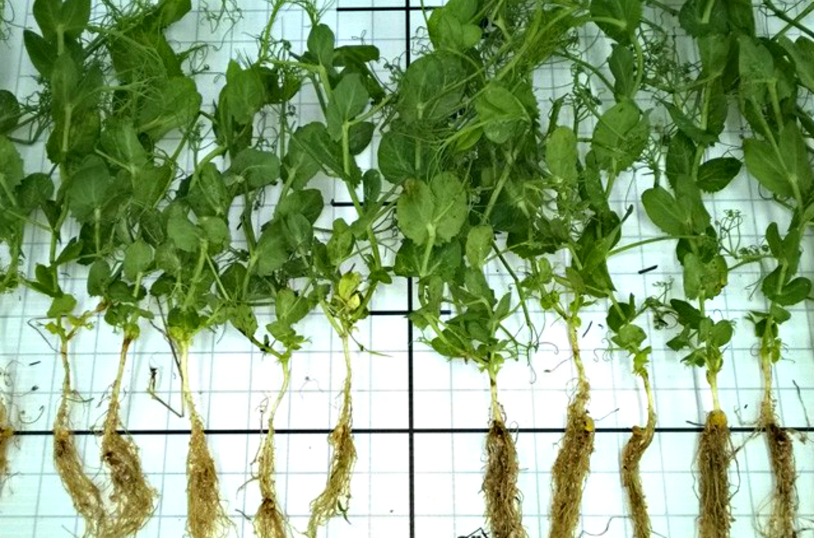 AUTM | The Leading Association in Technology Transfer